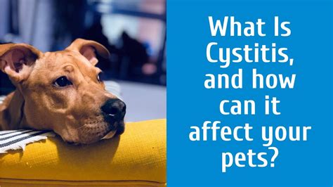Why Does My Dog Keep Getting Cystitis