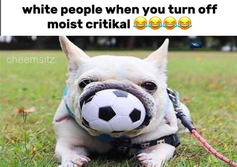 Diego Cheemsitz • Instagram Photos And Videos