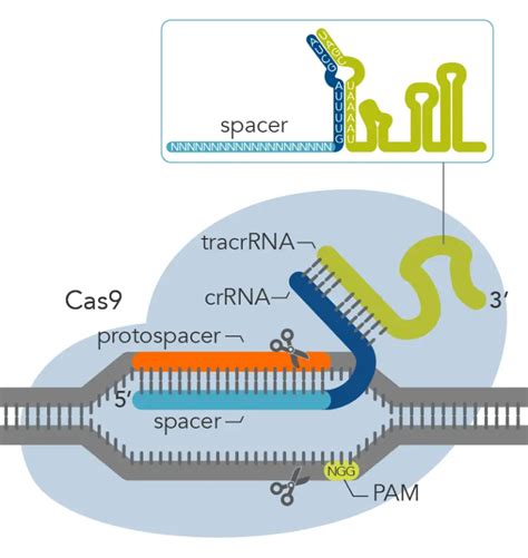 Pam Sequence Protospacer Adjacent Motif Definition Functions