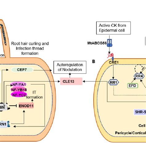 Bacterial Endocytosis And Bacteroid Differentiation In Infected Cells