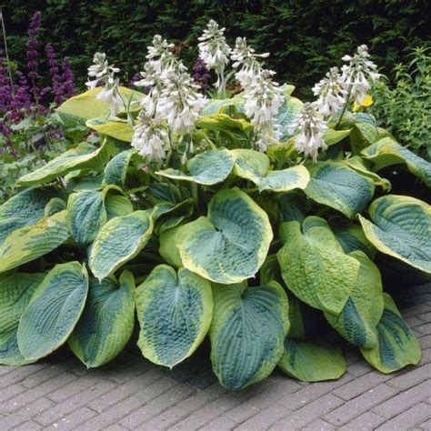 Hosta Sieboldiana Frances Williams
