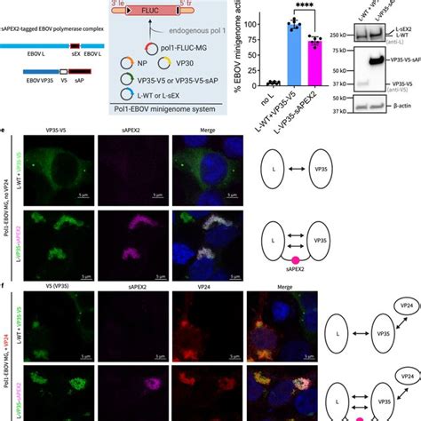 Nanoscale Localization Of Split Apex2 Tagged Ebov Polymerase Complex Download Scientific