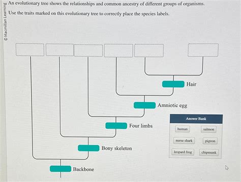 Solved C ﻿an Evolutionary Tree Shows The Relationships And