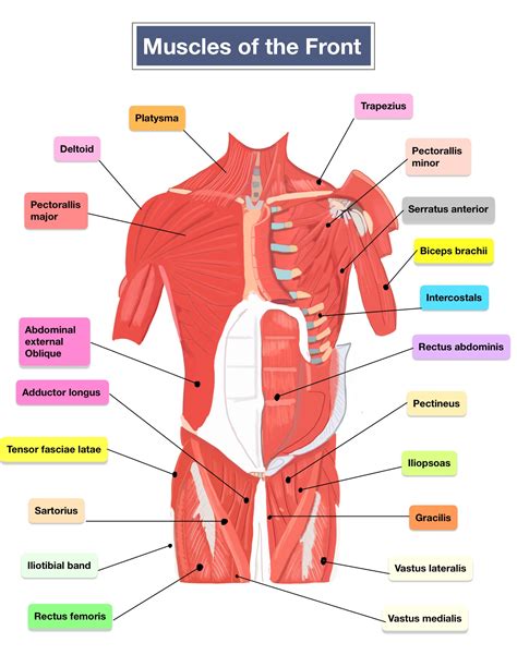 Origins And Insertions Of All Muscles