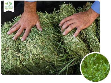 5 Most Common Types Of Hay Found In The Us
