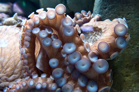 Octopus Suction Cups Everything You Need To Know