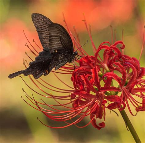 Lycoris Radiata O Flor Del Infierno Cuidados Tips Y Usos
