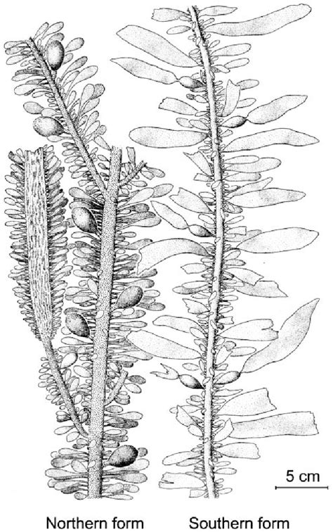 Douglas Fir Pollen Extract 50 Mgml Injectable Solution Semantic Scholar