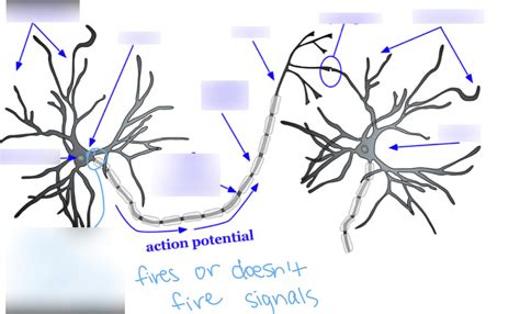 Cellular Function And Neurons Diagram Quizlet