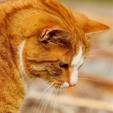 Gum Color Guide For Cat Owners Scary Symptoms