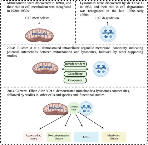 Frontiers A New Perspective On The Regulation Of Glucose And Cholesterol Transport By