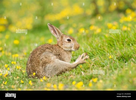 Adult European Rabbit Oryctolagus Cuniculus Extensor Leg Sitting On