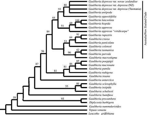 Strict Consensus Of The Five Most Parsimonious Trees Length 733 Download Scientific Diagram