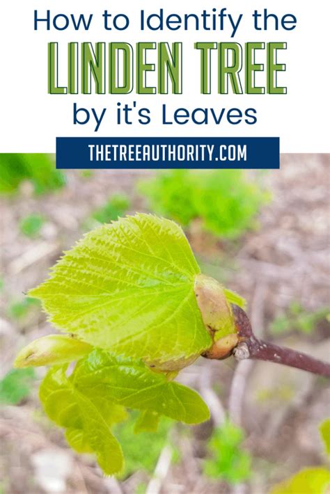 Linden Tree Leaf Identification