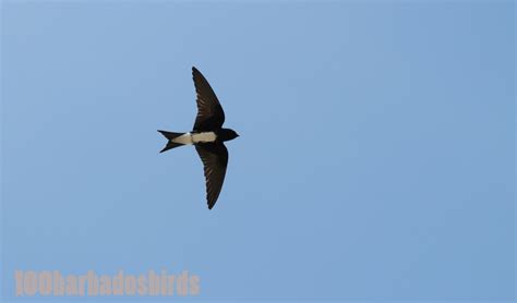 Birds Of Barbados Caribbean Martins Progne Dominicensis
