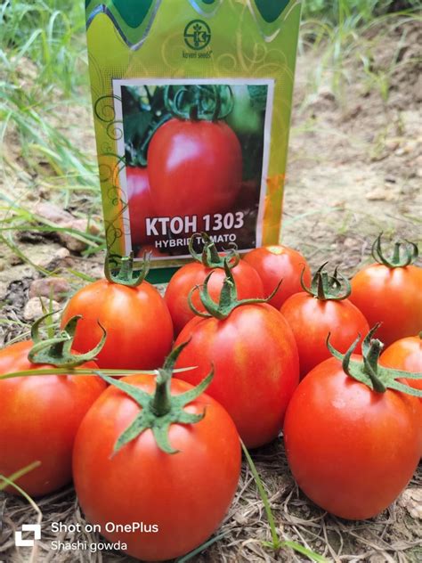 Crop Variety Kaveri Sanjeev Kumar Thakur