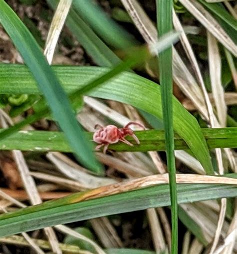 Tiny Red Bug 1 2mm Eastern Townships Quebec R Whatsthisbug