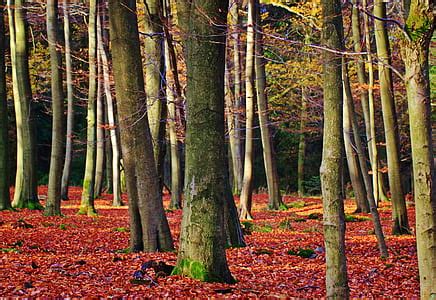 Royalty Free Photo Scenic View Of Autumn Leaves Pickpik