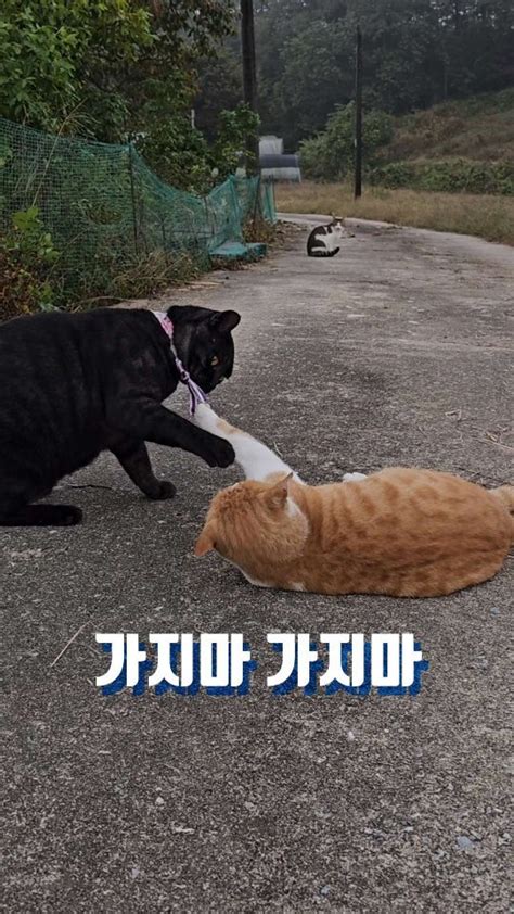 송광호 가지마 가지마 생강 입술오빠 가지마 저 얼룩이 네띠가 어디가 이쁘다고 그래 입술 좀 놔 봐라 집사늠은 뭐 이런 케이프를 걸어 줘서 가지도 못하게 만들어