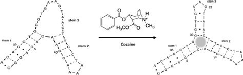 Figure 12 From Thermodynamic And Kinetic Analysis Of Aptamer Ligand Interactions Using