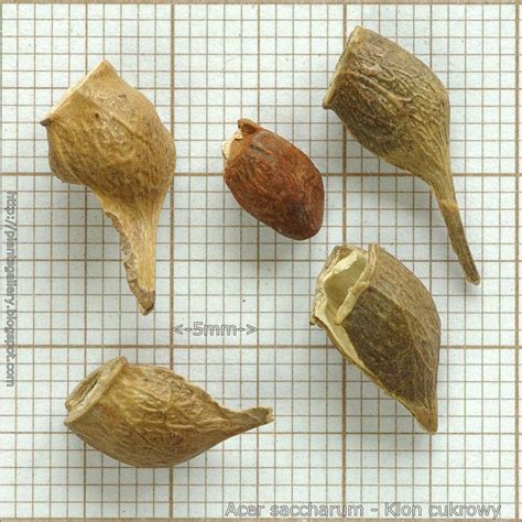 Acer Saccharum Identification Health Benefits Uses Invasive