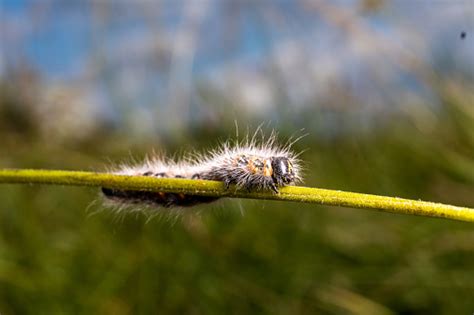 모티 털이 많은 애벌레 나비 Ith 길고 흰 머리카락 꽃 위로 기어 다니고 매크로 갈색에 대한 스톡 사진 및 기타 이미지