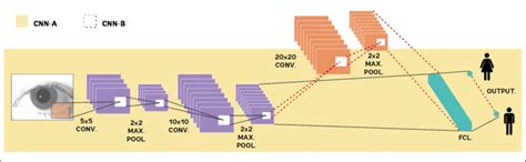 Representation Of The Main Stages From Cnn A And Cnn B For Download Scientific Diagram