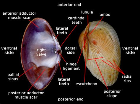 Bivalve Diagram Bivalve Anatomy Diagram