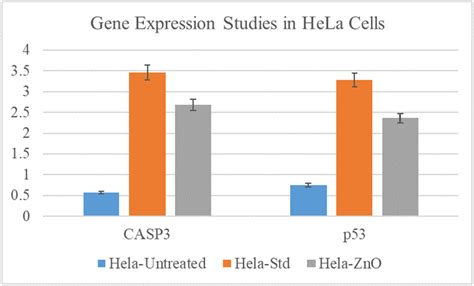 Gene Expression Studies In Hela Cell Lines Download Scientific Diagram