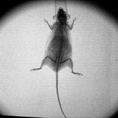 Python Use Opencv To Find Breast Cage Area On Mouse X Ray Mages