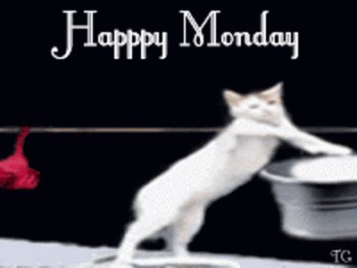 Funny Cat  Happy Monday Cat Humor I Hate Cats 