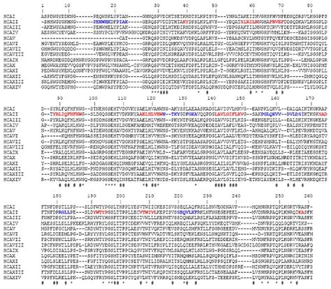 multiple sequence alignment of fourteen hca domains alignment was