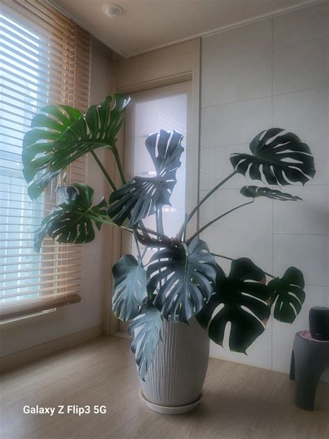 몬스테라 화분 당근 중고거래