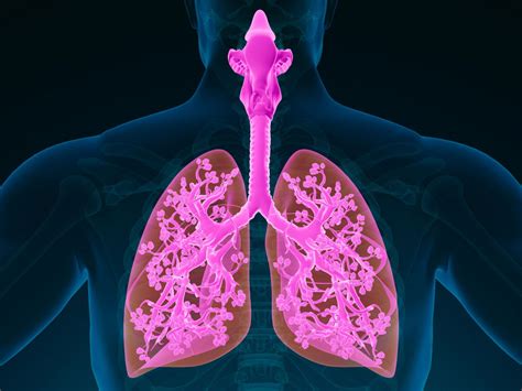 Sistema Respiratorio Qué Es Partes órganos Y Cómo Funciona
