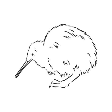 Dibujado A Mano Boceto Ilustración De Dibujos Animados De Kiwi Kiwi