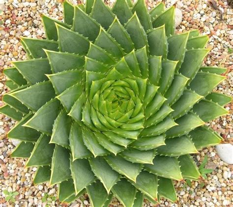 37 Best Images About Fibonacci In Nature On Pinterest Fractals In Nature Shells And Geometry