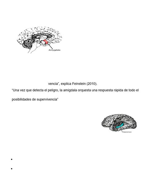 Partes Del Cerebro Pdf Las Emociones Hemisferio Cerebral