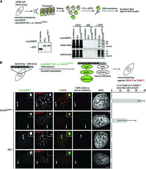 Tethered Cenh3 Cenp A Recruits Cenp C And Cenp T De Novo At An Ectopic Download Scientific