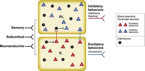 2 Schematic Of Mixed Selectivity Encoding And Action Selection In The Download Scientific