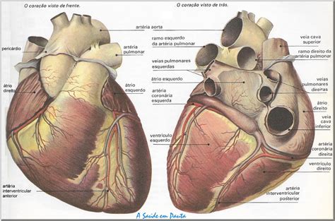 A Anatomia Do Coração Humano E Seu Funcionamento A Saúde Em Pauta