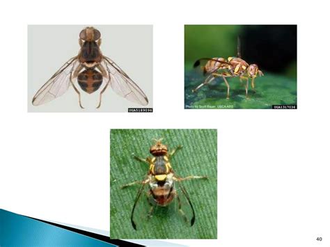 Insect Pests Of Mango Pakistan Leaf Hoppers Mango Mealy Bug Mango