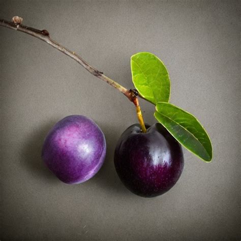 Plum Vs Plumb At Abbey Bracy Blog