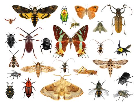 Artrópodes Filo Arthropoda Biologia Infoescola