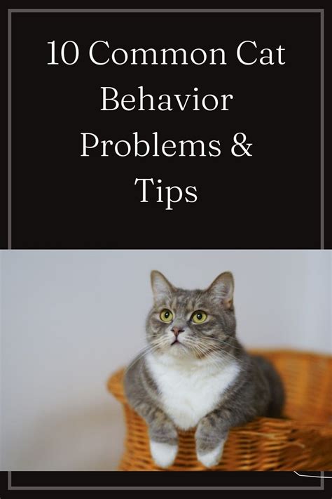 10 Common Cat Behavior Problems And Solutions Cat Behavior Cat