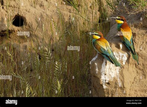 European Bee Eaters Merops Apiaster At Nest Hole Andalusia Spain