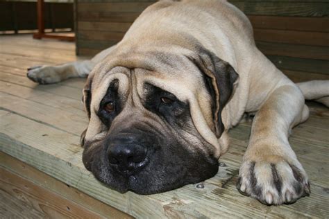 How Much Should My English Mastiff Puppy Weigh