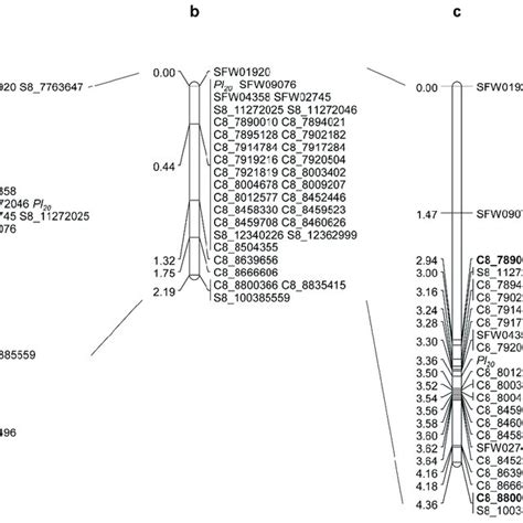 Pl20 genetic maps. (a) Pl20 basic map [1]; (b) Pl20 saturation map; (c ...