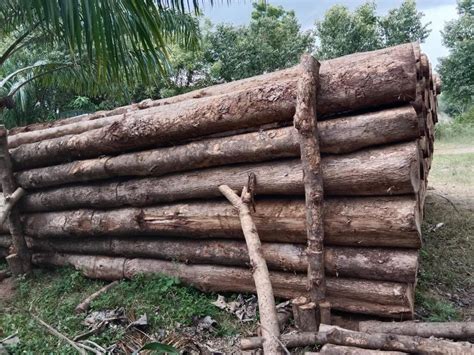 70mm Pine Wood Log At ₹ 1500 Cubic Feet Pine Wood Logs In