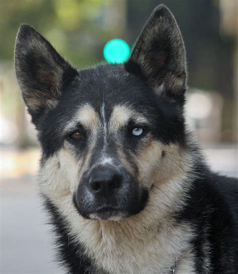 What Is A Gerberian Shepsky