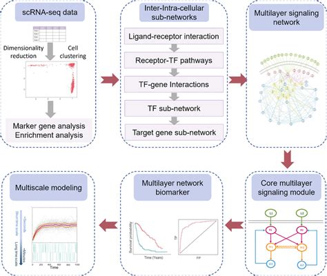 Schematic Illustration Of The Scrna Seq Data Based Multilayer